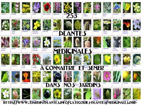 Sommaire du cours de botanique et phytothérapie | Médecine intégrée
