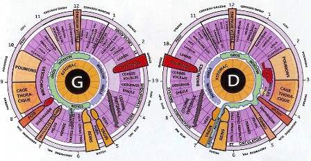 L'iridologie | Médecine intégrée