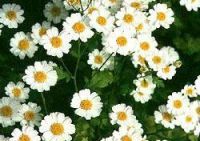 Chrysantellum americanum | Médecine intégrée