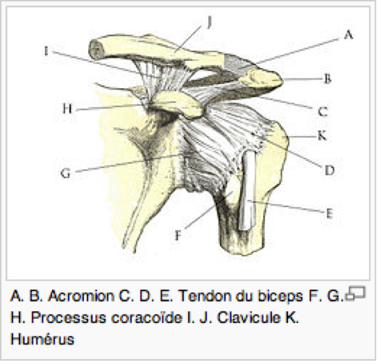 Le Squelette (Marieb ch.7) | Médecine intégrée