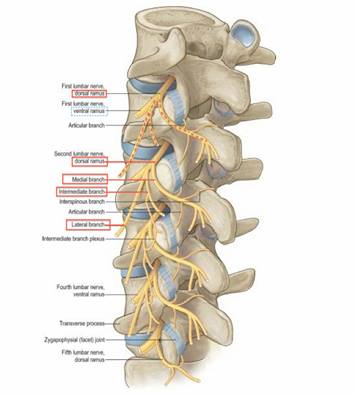 Le système nerveux central (MARIEB ch.12) | Médecine intégrée