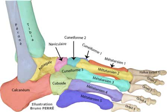 Rappel anatomie du pied | Médecine intégrée