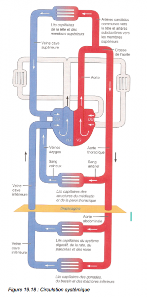 Le système cardiovasculaire : les vaisseaux sanguins (MARIEB ch.19 ...