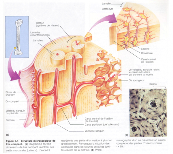 Le tissu osseux et les os (Marieb ch.6) | Médecine intégrée