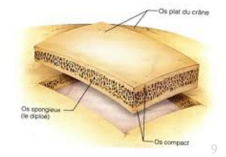 Le tissu osseux et les os (Marieb ch.6) | Médecine intégrée
