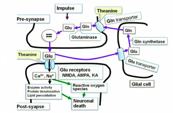La L-Théanine | Médecine intégrée