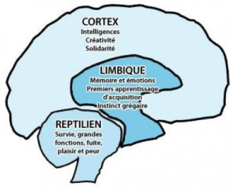 Les trois cerveaux | Médecine intégrée