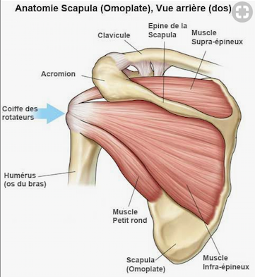 Système musculaire (MARIEB ch.9 et 10) - Médecine Intégrée