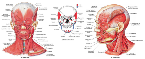 Système musculaire (MARIEB ch.9 et 10) | Médecine intégrée
